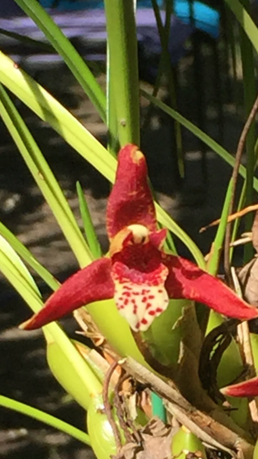 Maxillaria Tenuifolia Aka Coconut Orchid - Etsy