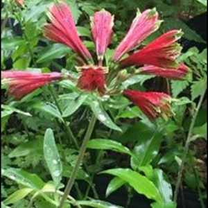 Alstroemeria Psittacina Aka Parrot Lily - Etsy