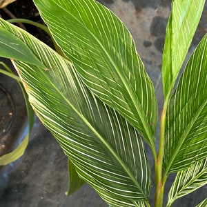 Alpinia Formosana ‘pinstripe’ Ginger - Etsy