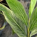 Alpinia Formosana ‘pinstripe’ Ginger - Etsy
