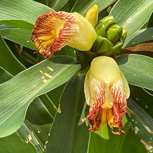 Variegated Spiral Ginger Costus Arabicus Variegatus - Etsy