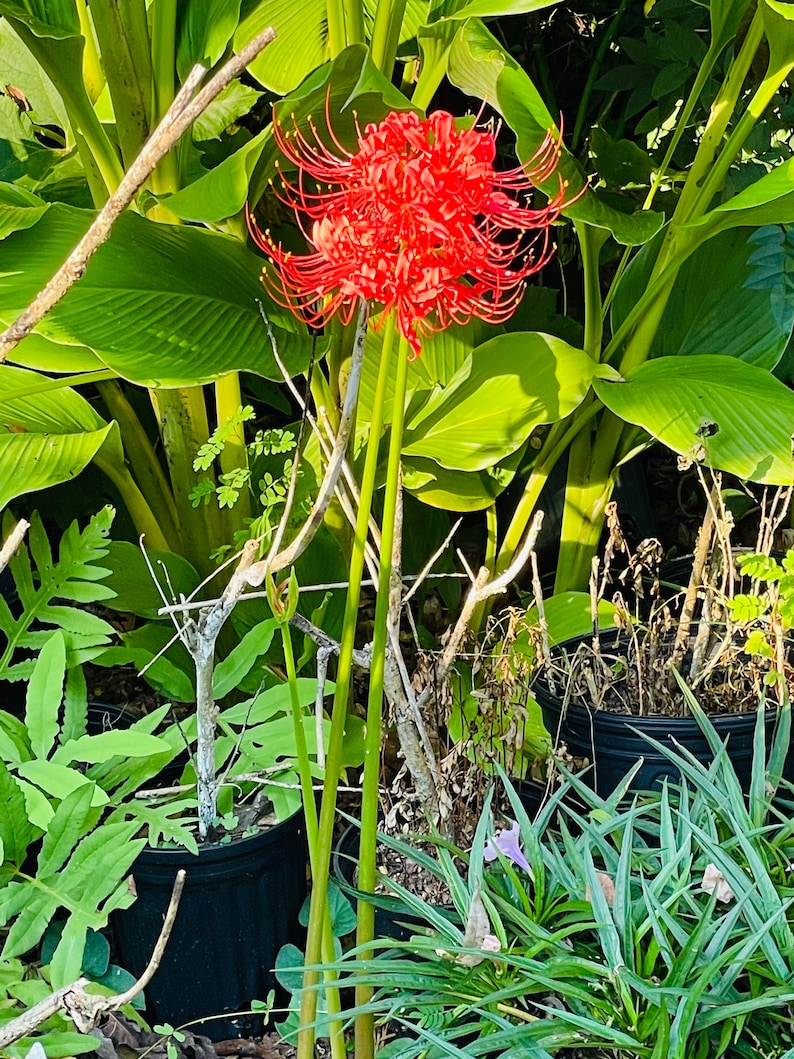 Lycoris Radiata Bulb Aka Spider Lily or Hurricane Lily - Etsy