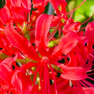Lycoris Radiata Bulb Aka Spider Lily or Hurricane Lily - Etsy