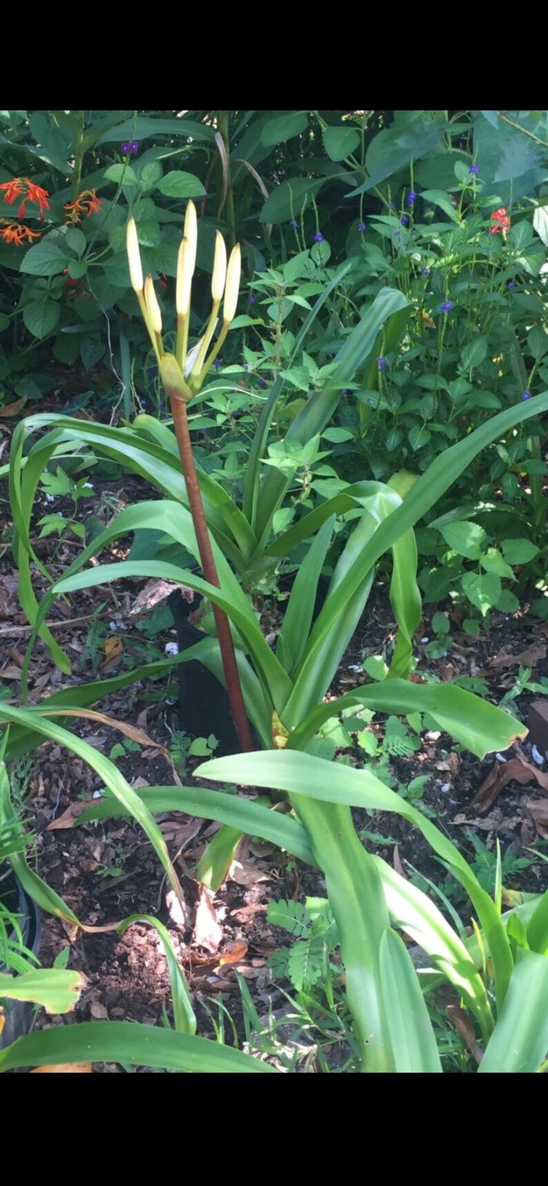 Crinum americanum aka Swamp Lily | Etsy