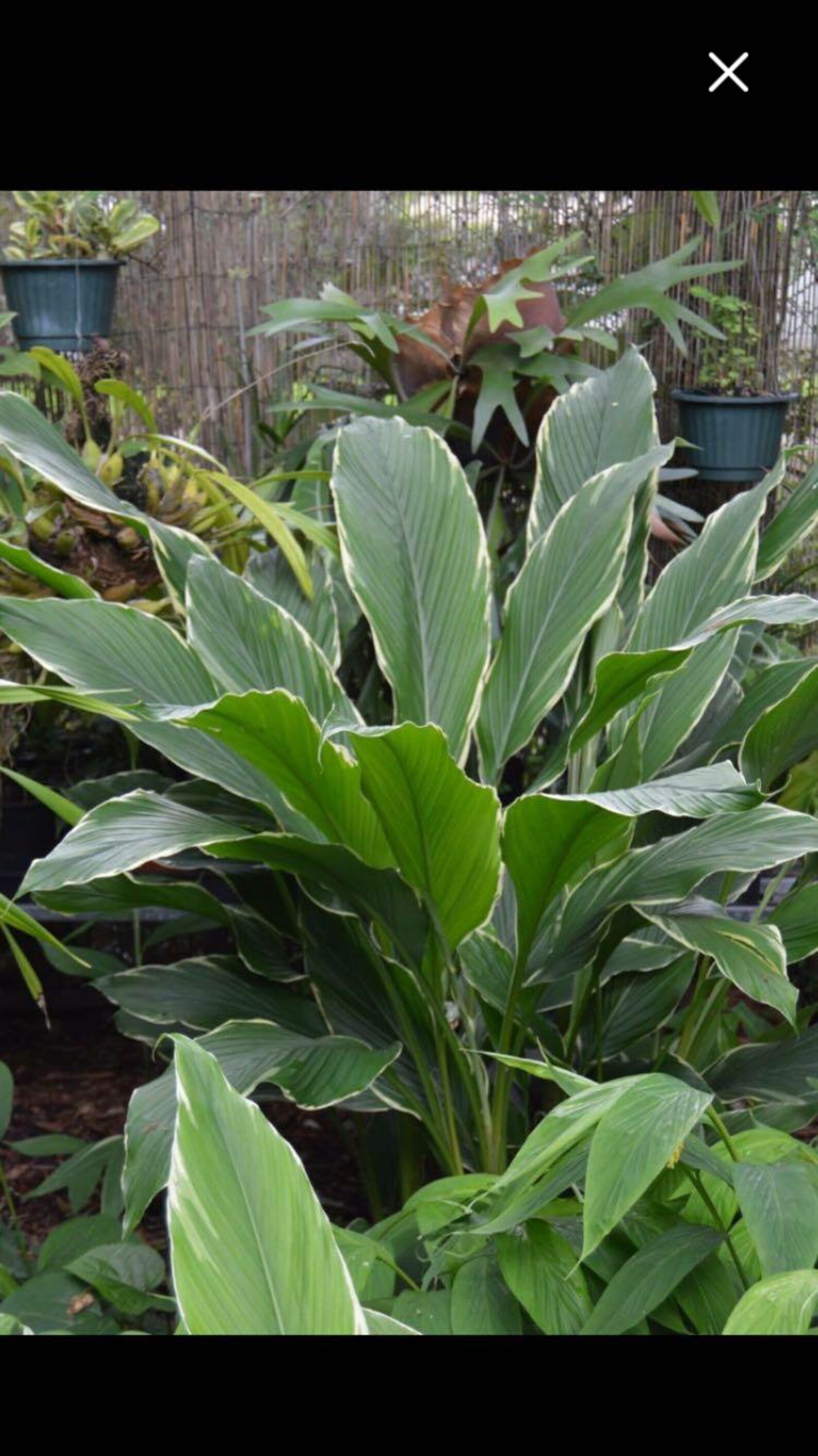 Curcuma Petiolata 'emperor' Ginger - Etsy