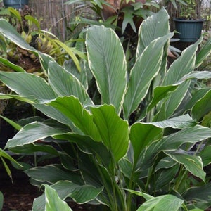 Curcuma Petiolata 'emperor' Ginger - Etsy