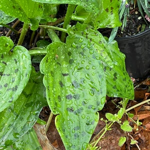 Drimiopsis Maculata Aka African Hosta - Etsy