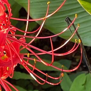 Lycoris Radiata Bulb Aka Spider Lily or Hurricane Lily - Etsy