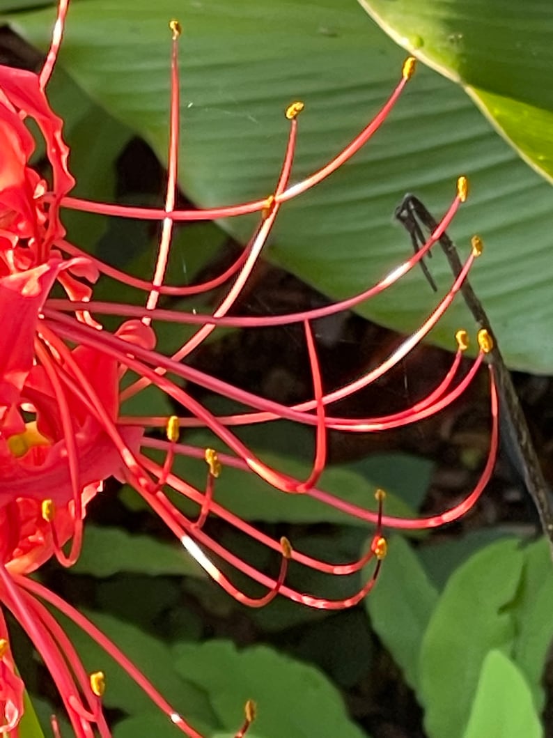 Lycoris Radiata Bulb Aka Spider Lily or Hurricane Lily - Etsy