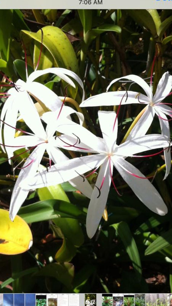 Swamp Lily Crinum