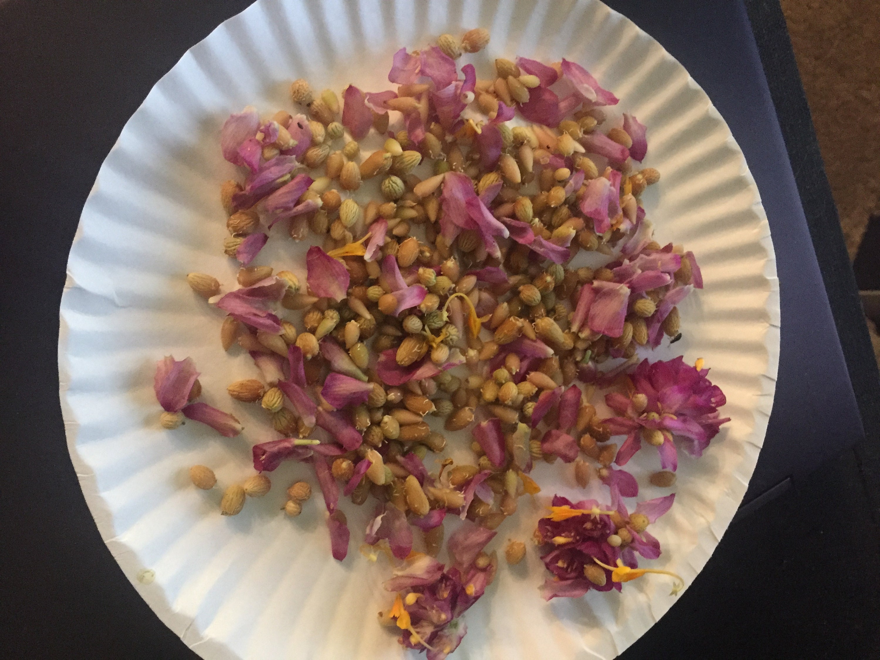 Seeds Globba 'purple Globe' Aka Dancing Ladies - Etsy