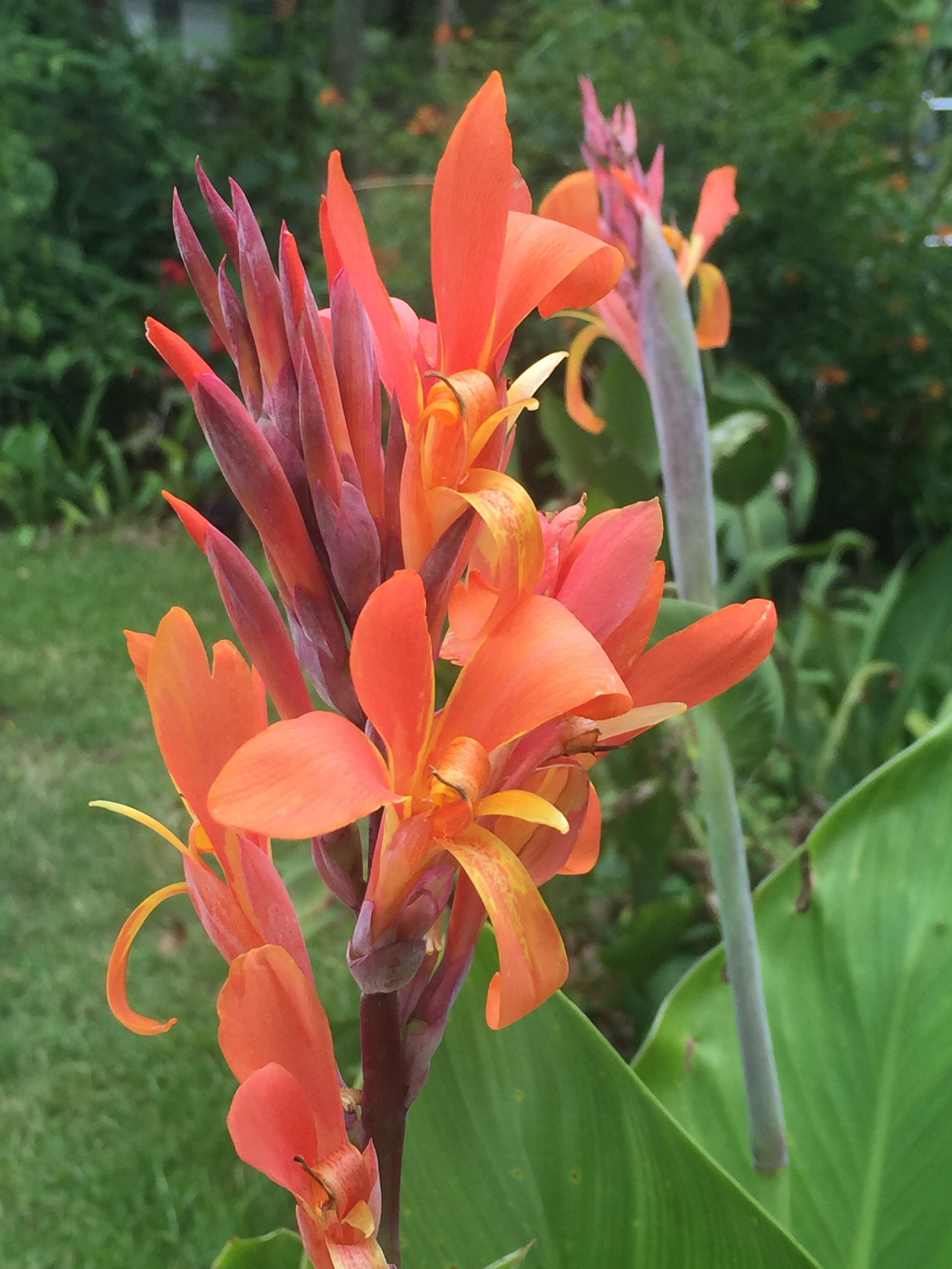 Canna Lily 'Firebird' | Etsy