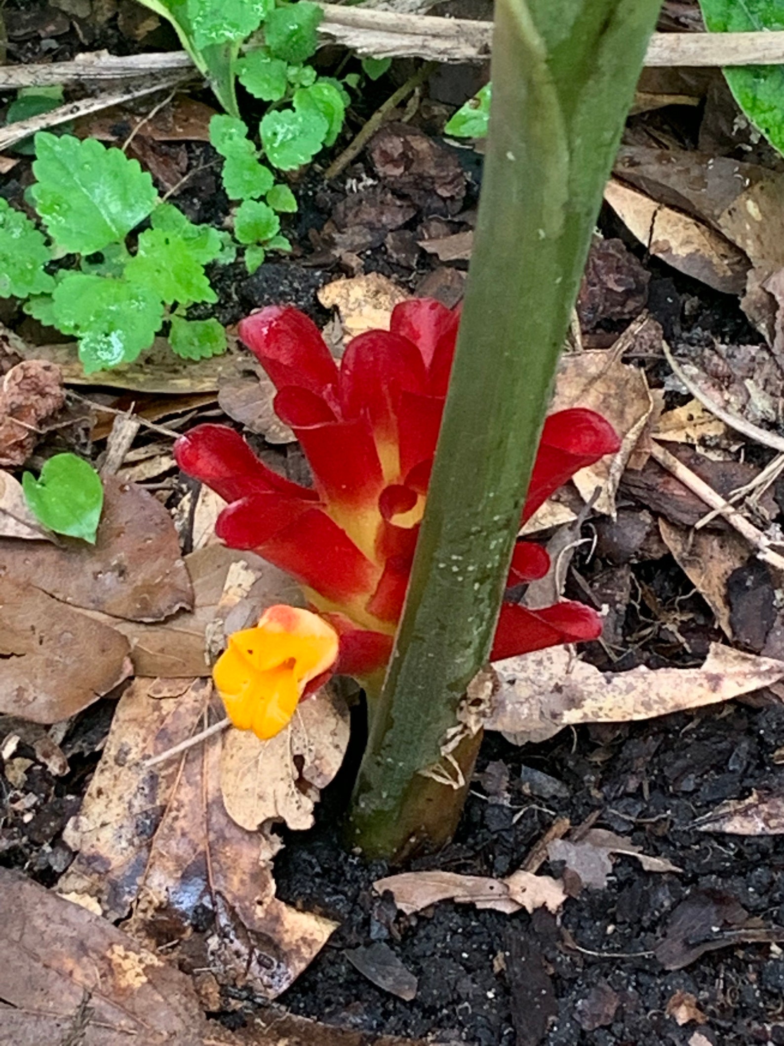 Curcuma Rubrobracteata Ginger - Etsy