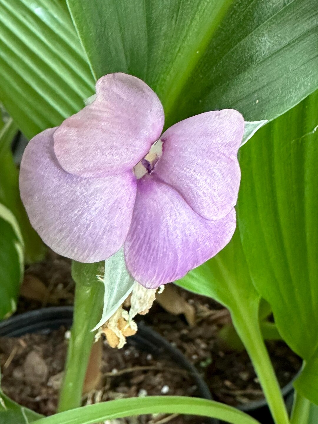 Kaempferia Sp. Aka Peacock Ginger - Etsy