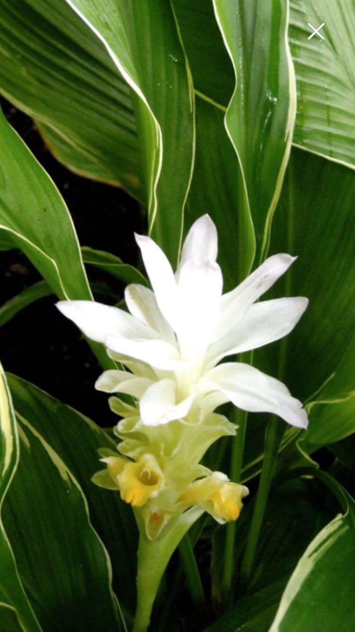Curcuma Petiolata 'emperor' Ginger - Etsy