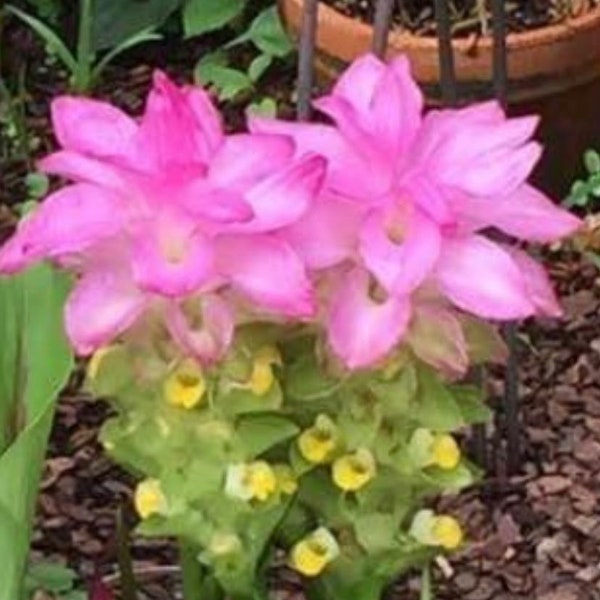 FairieTaleGardens - Etsy