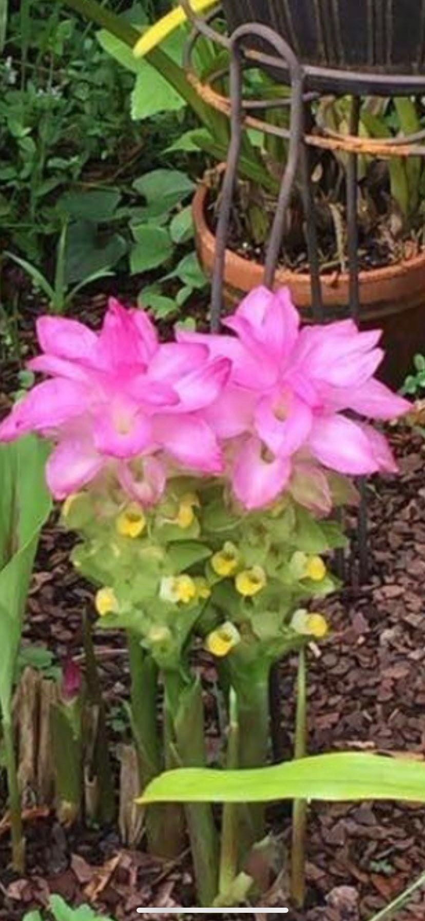 Curcuma Elata Aka Hidden Ginger - Etsy