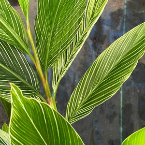 Alpinia Formosana ‘pinstripe’ Ginger - Etsy