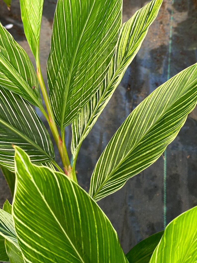Alpinia Formosana ‘pinstripe’ Ginger - Etsy