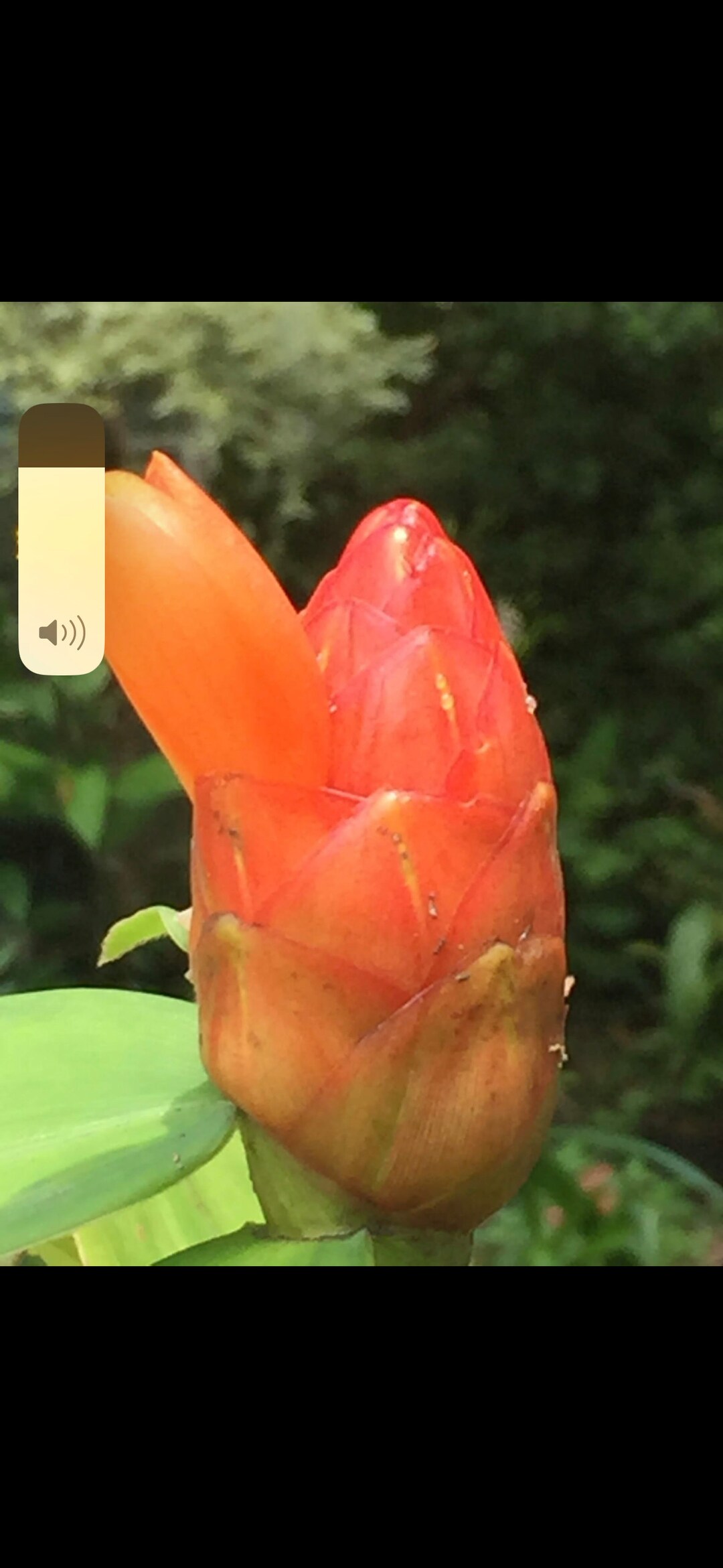 Costus Scaber Aka Spiral Ginger Plant - Etsy