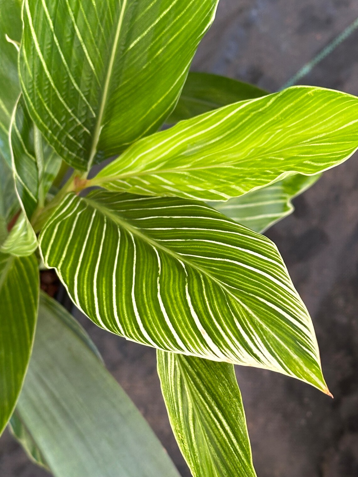 Alpinia Formosana ‘pinstripe’ Ginger - Etsy