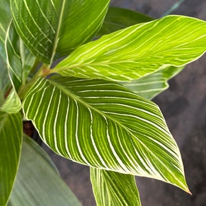Alpinia Formosana ‘pinstripe’ Ginger - Etsy