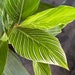 Alpinia Formosana ‘pinstripe’ Ginger - Etsy