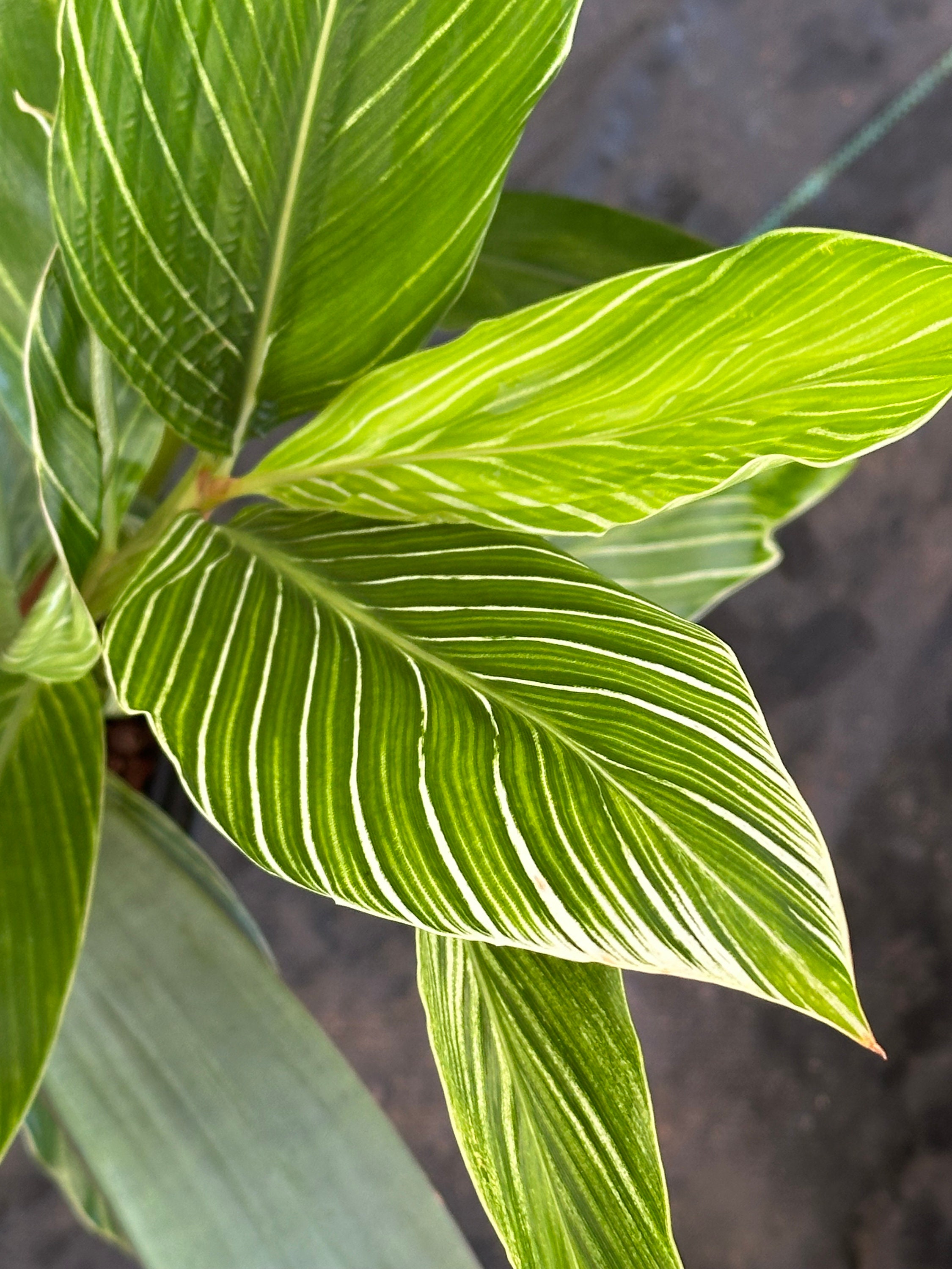 Alpinia Formosana ‘pinstripe’ Ginger - Etsy