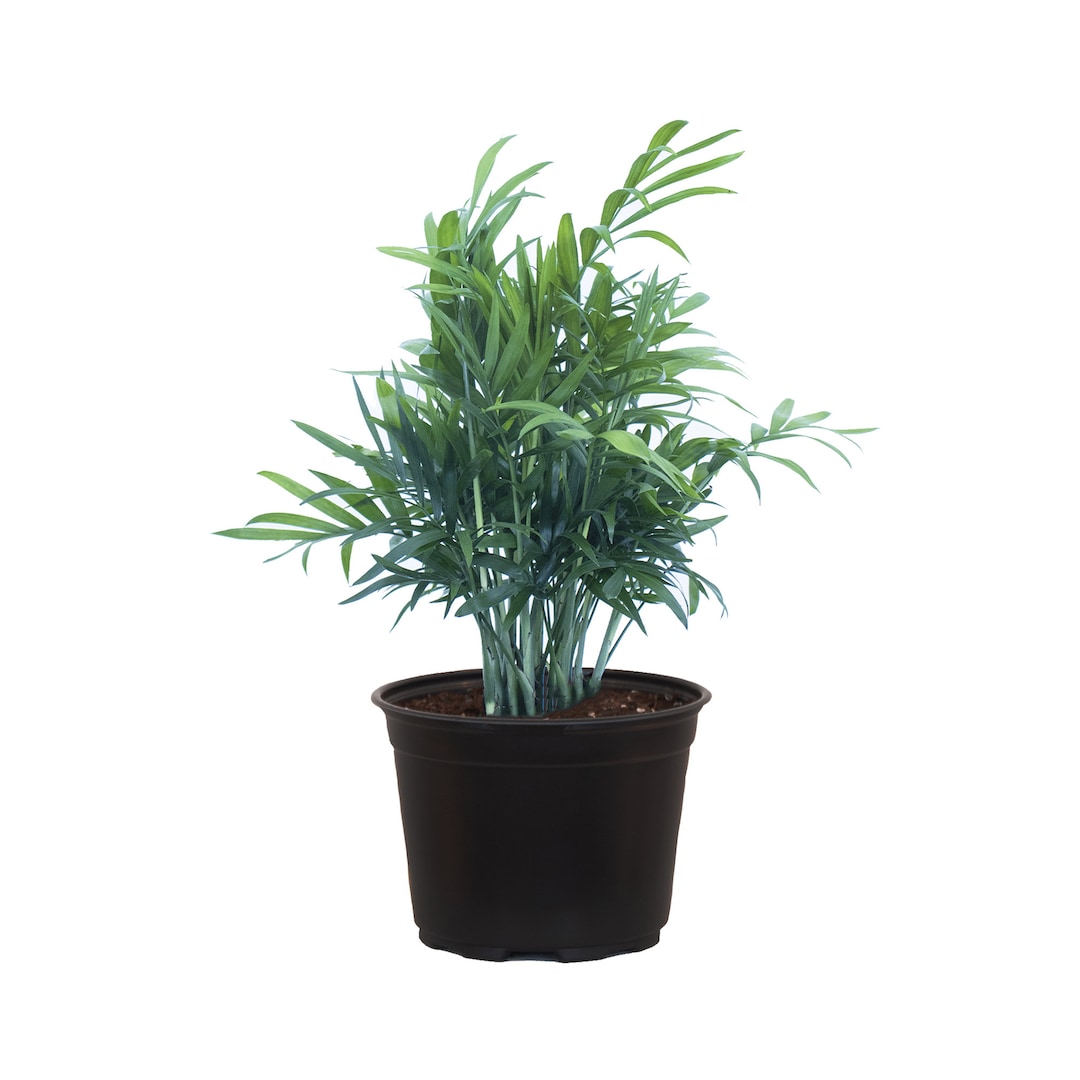 Parlor Palm | Neanthe Bella Palm | Chamaedorea Elegans | Live Indoor ...