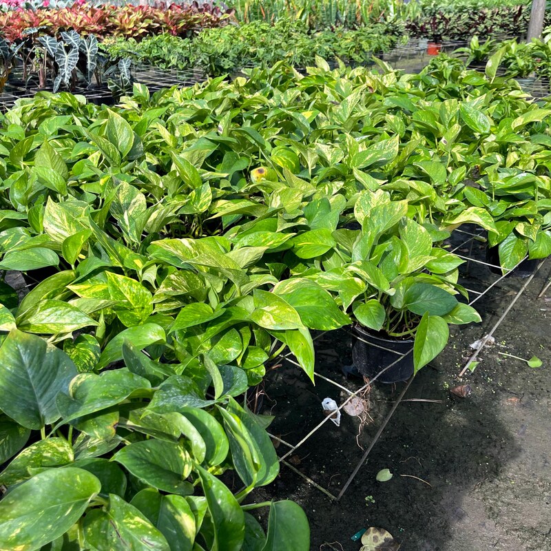 Golden Pothos - Etsy