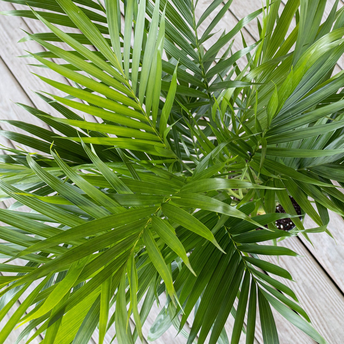 Cat Palm Tree Live Indoor Outdoor Houseplant 24 30 Inches - Etsy
