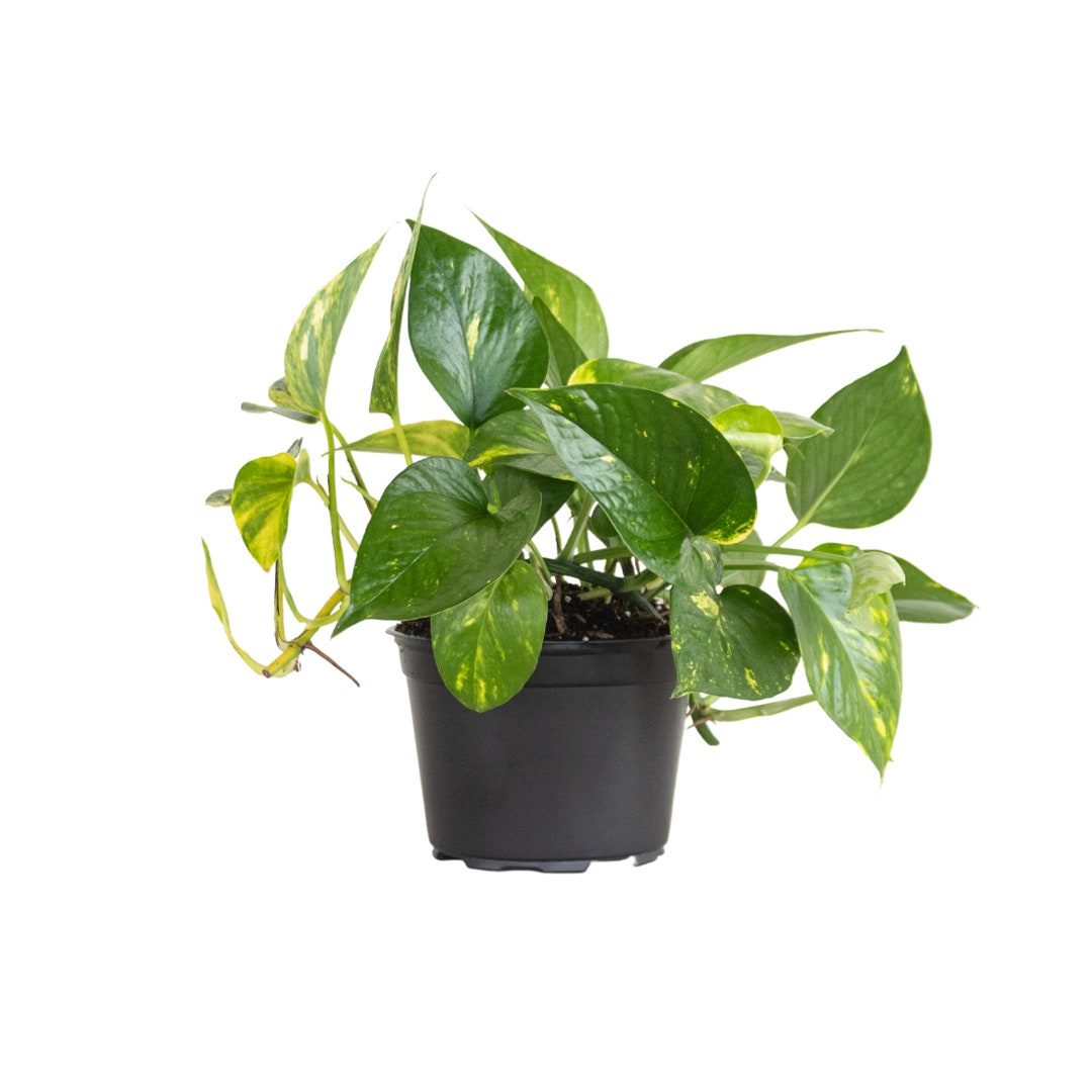 Golden Pothos | Devils Ivy Plant | Live Indoor Outdoor House Plant ...