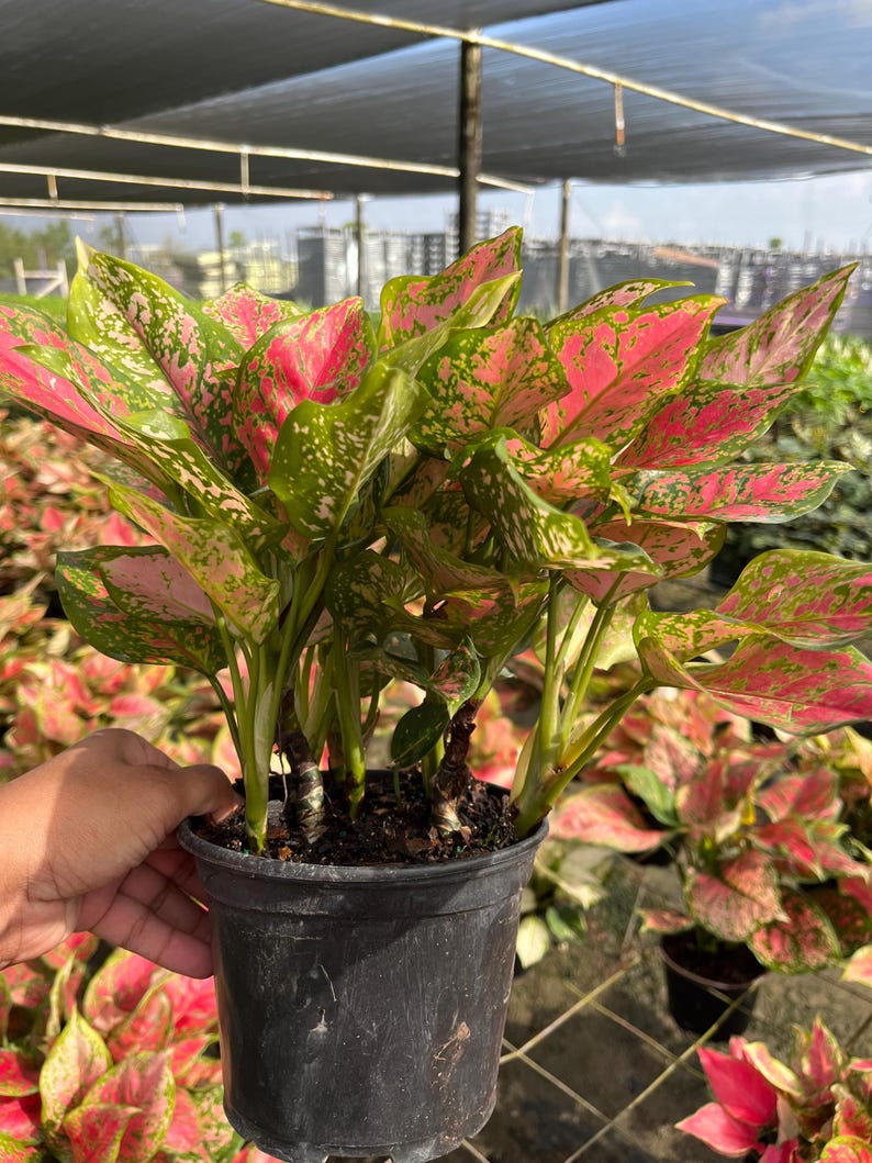 Aglaonema Ruby Ray | Chinese Evergreen | Indoor Live Houseplant | Ships ...