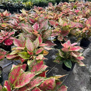Aglaonema Ruby Ray | Chinese Evergreen | Indoor Live Houseplant | Ships ...
