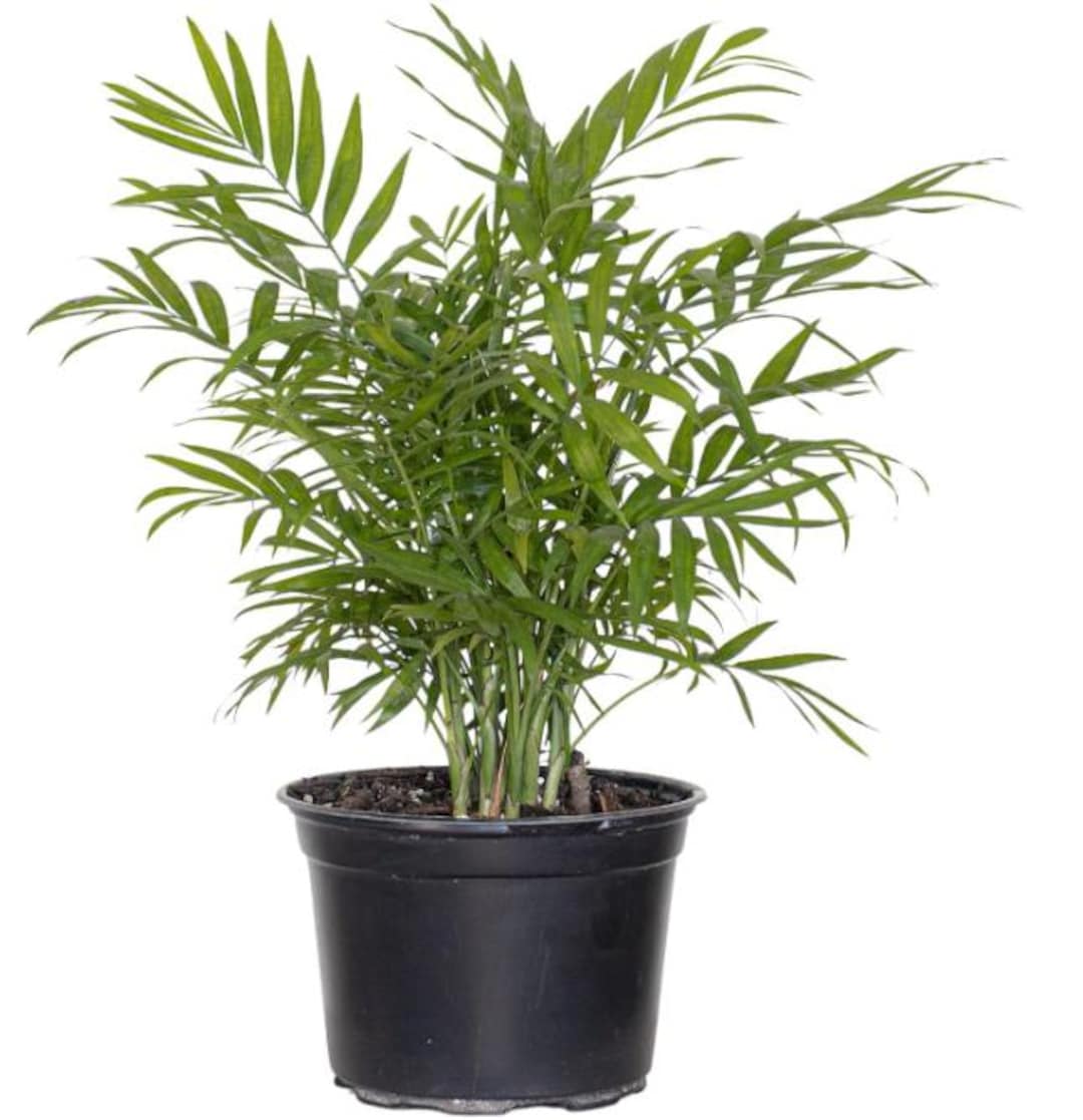 Parlor Palm | Neanthe Bella Palm | Chamaedorea Elegans | Live Indoor ...