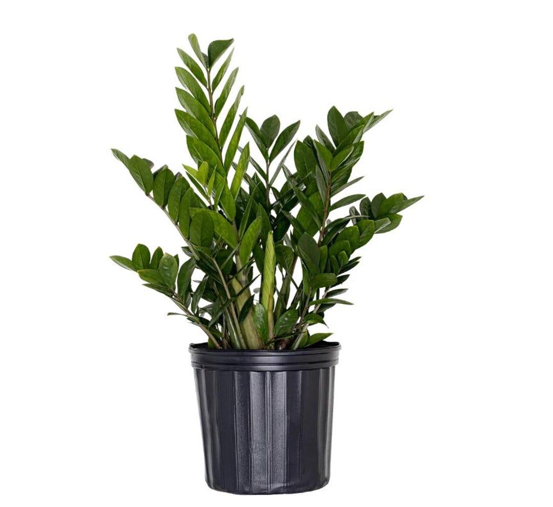 ZZ Plant | Zamioculcas Zamiifolia | Live Indoor Houseplant | Ships in ...