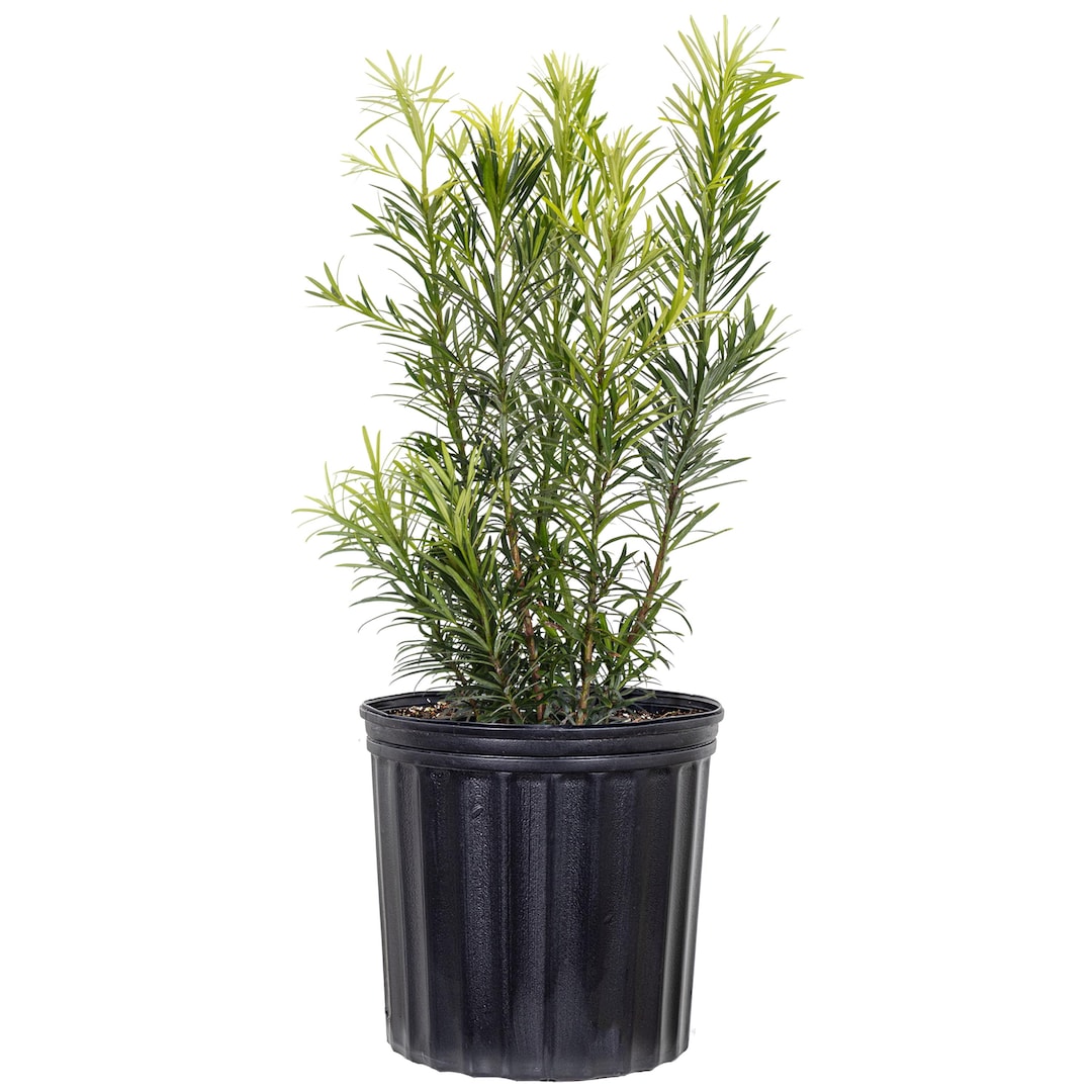 Podocarpus Maki | Japanese Yew Shrub | Ships in 10-inch Grower Pot | 16 ...