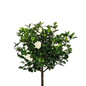 2-pack | Gardenia Aimee Standard Tree Live Gardenia Jasminoides White ...