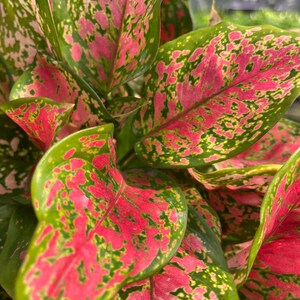 Aglaonema Ruby Ray | Chinese Evergreen | Indoor Live Houseplant | Ships ...