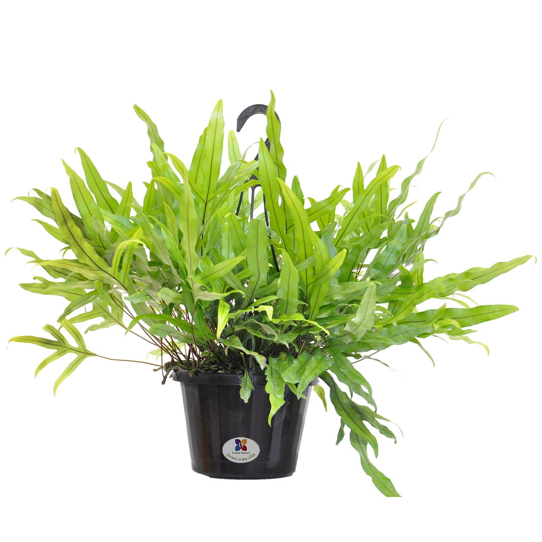 Kangaroo Paw Fern Indoor & Outdoor Houseplant Ships in 8-inch Hanging ...