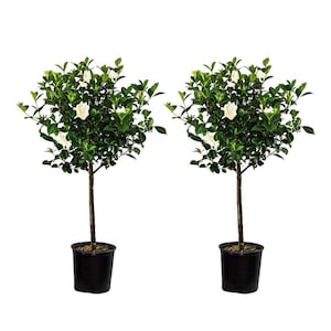 2-pack | Gardenia Aimee Standard Tree Live Gardenia Jasminoides White ...