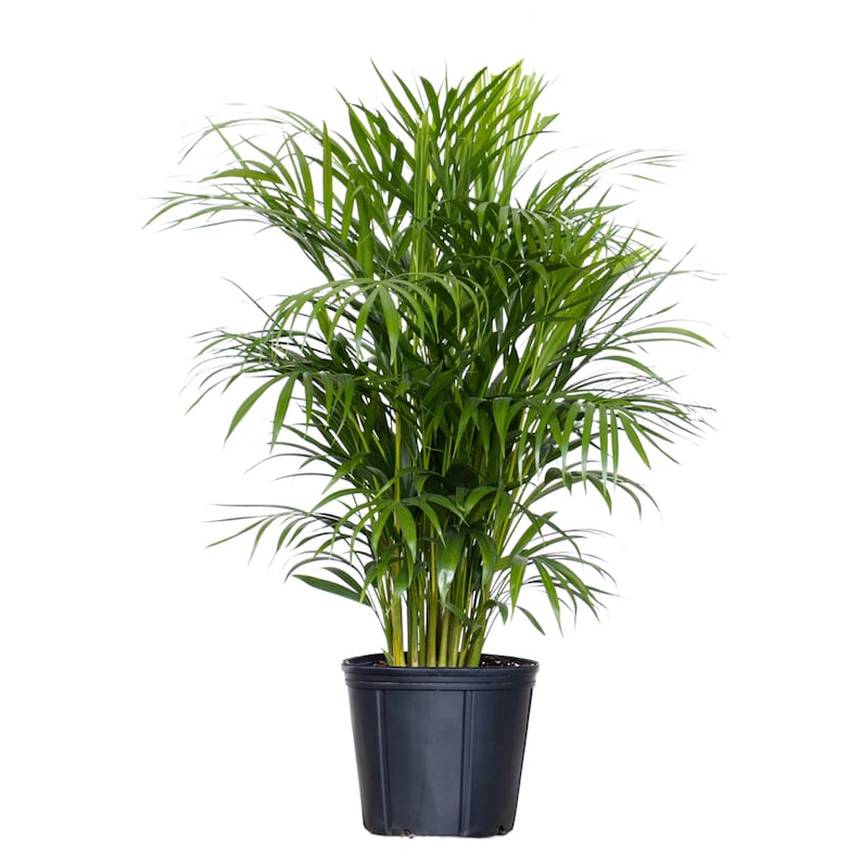 Areca Palm | Butterfly Palm | Indoor/outdoor Live Houseplant | Ships in ...