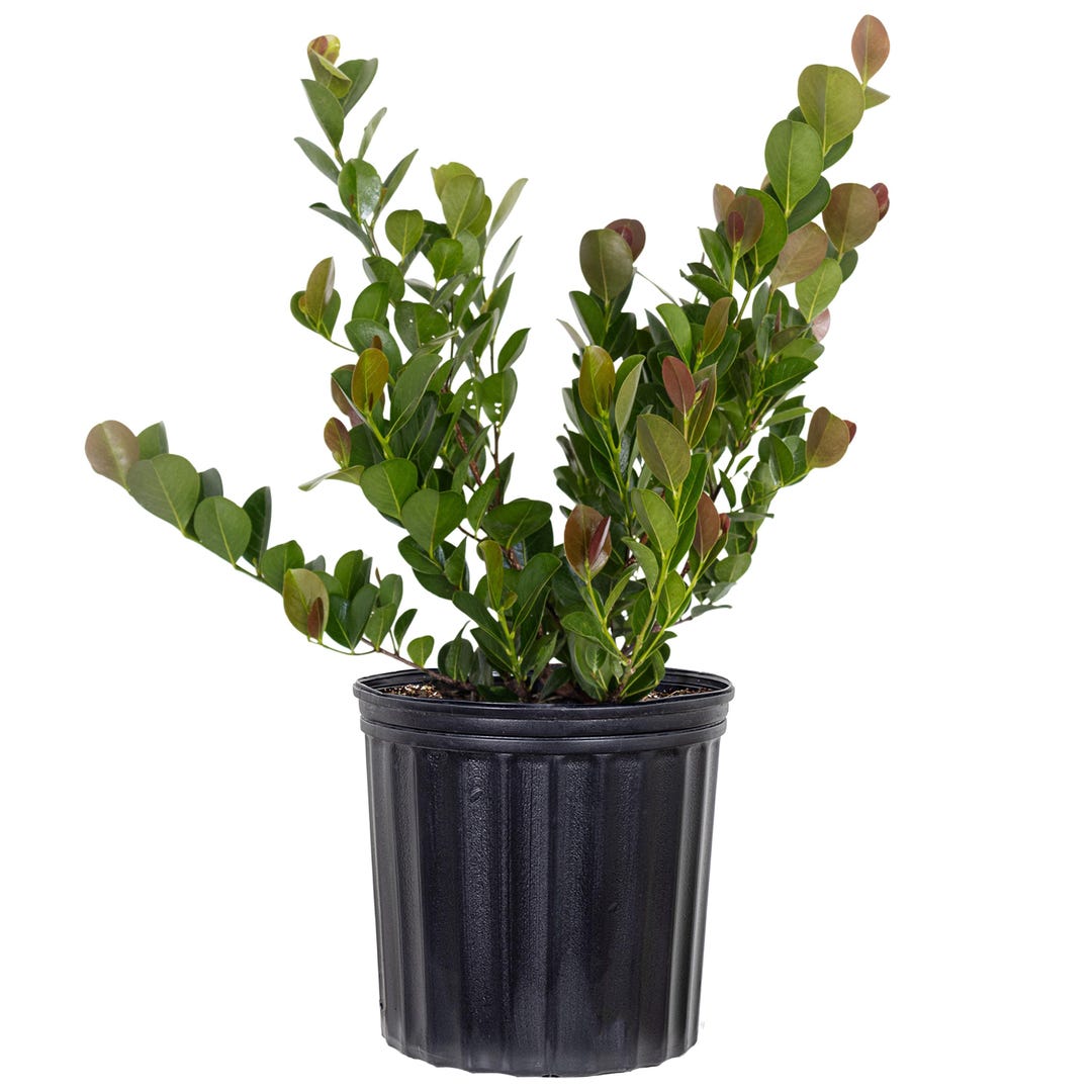 Red Tip Cocoplum | Florida Native Shrub | Ships in 10-inch Grower Pot ...