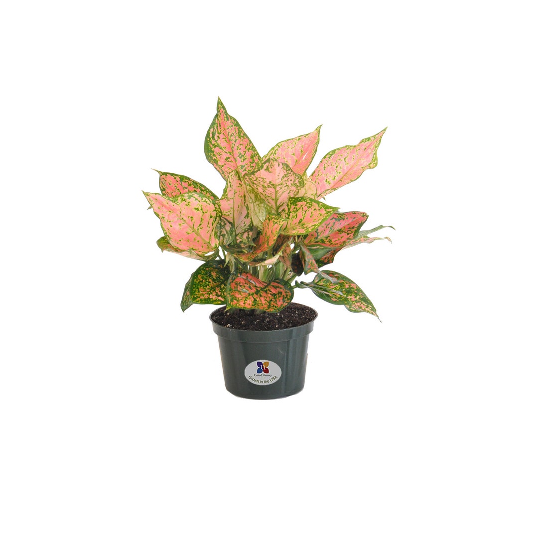 Aglaonema Ruby Ray | Chinese Evergreen | Indoor Live Houseplant | Ships ...