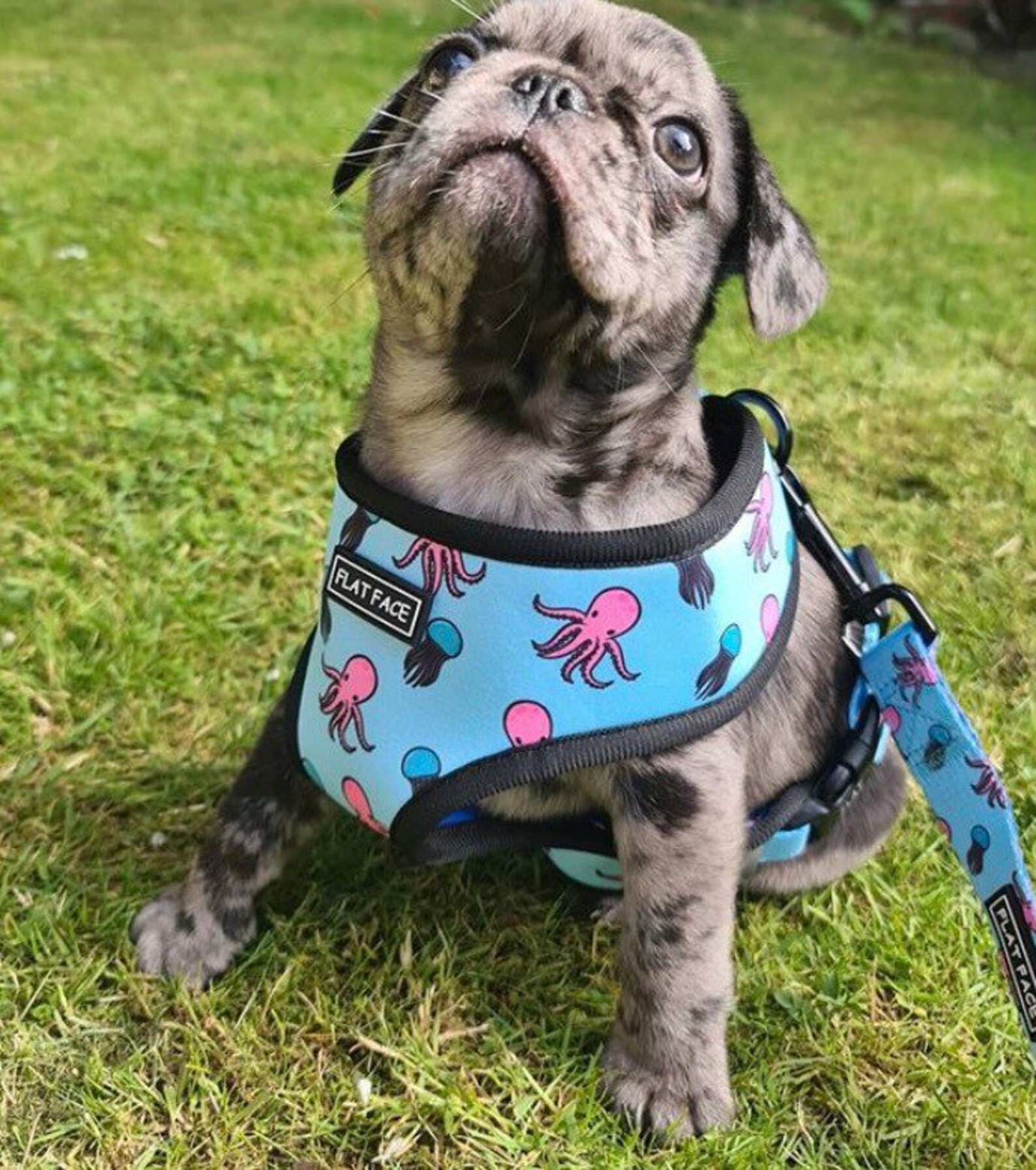 Reversible Dog Harness Octopus and Hippo. suitable for All | Etsy UK