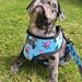 Reversible Dog Harness - Octopus and Hippo. (suitable for All Breeds ...