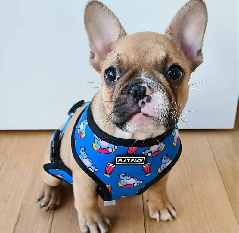 Reversible Dog Harness Hippo and Octopus suitable for All - Etsy UK