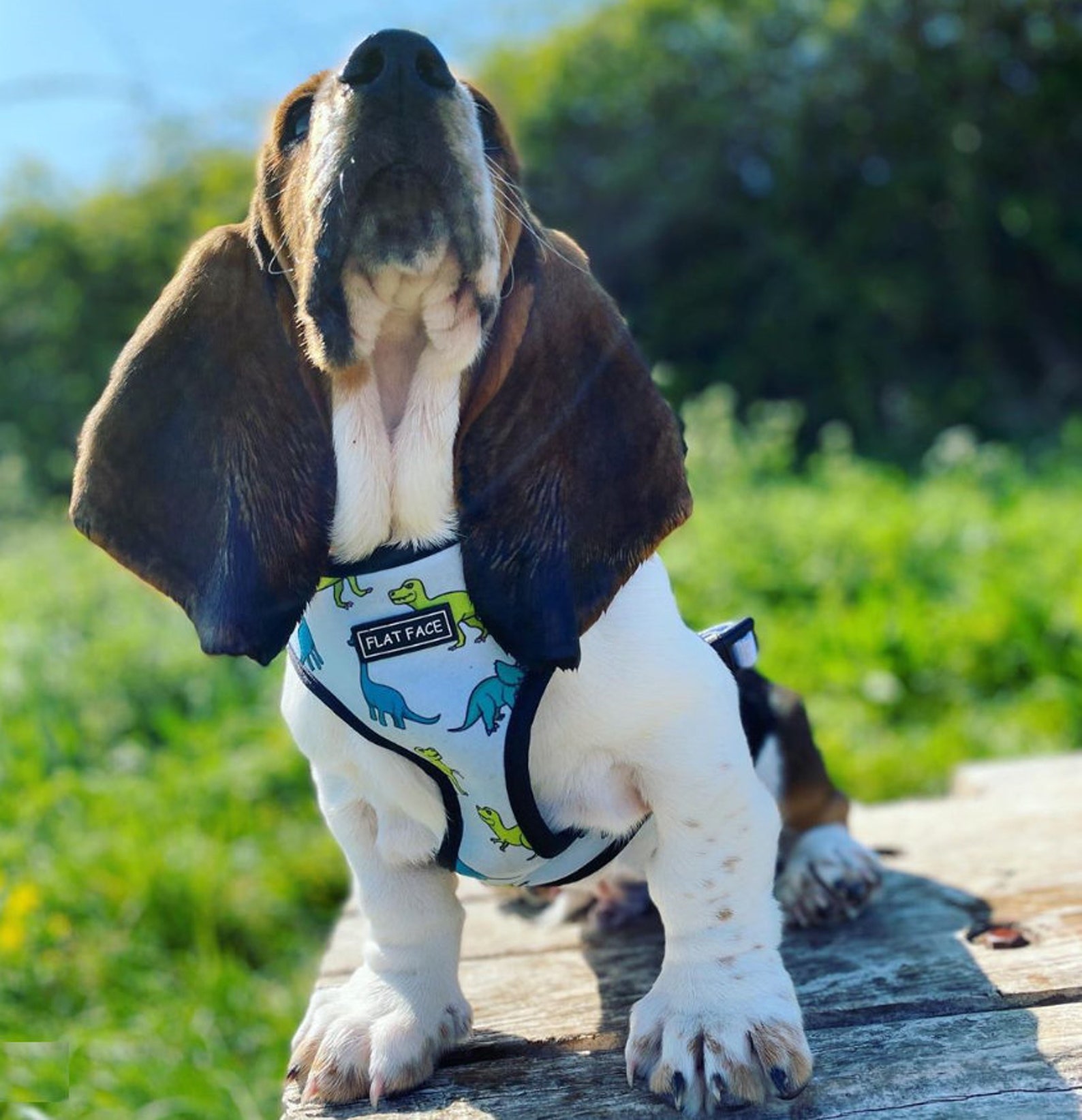 Reversible Puppy / Dog Harness Dinosaur and Robot Blue or - Etsy UK