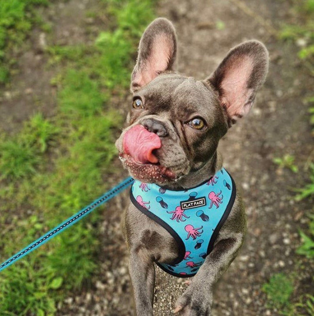 Reversible Dog Harness - Octopus and Hippo. (suitable for All Breeds ...