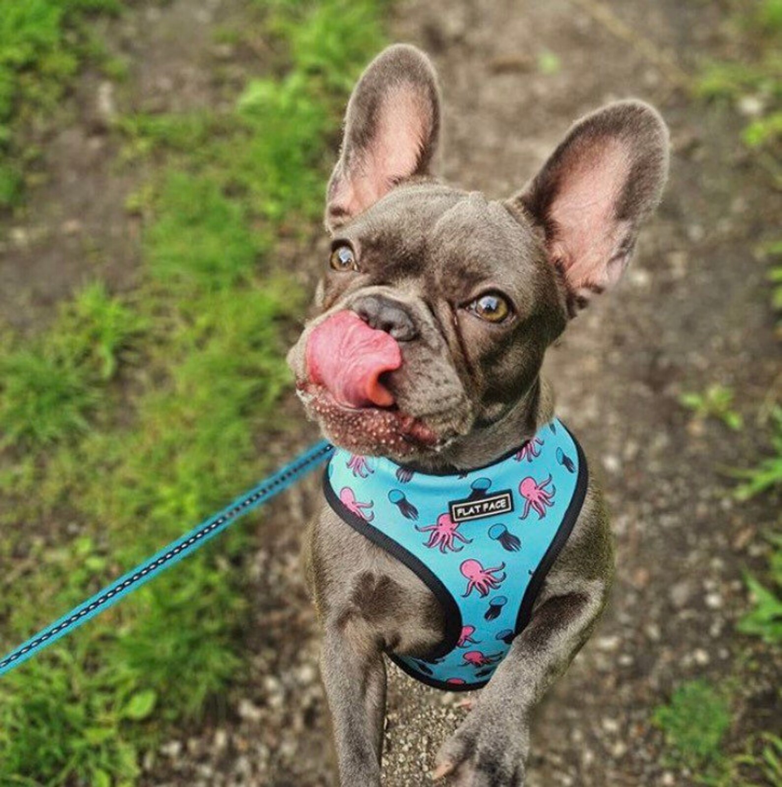Reversible Dog Harness Octopus and Hippo. suitable for All | Etsy UK